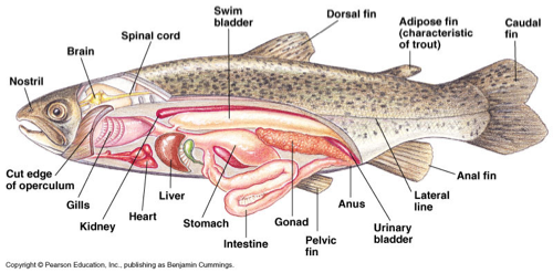 The Swim Bladder, a disease? | The Scientific Fishkeeper