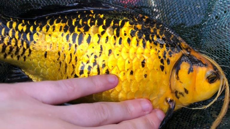 How to Measure Your Fish, Properly and Scientifically | The Scientific ...