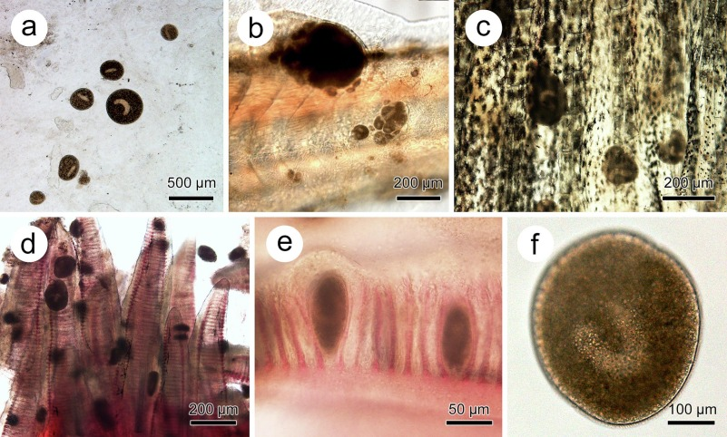Pathogens in Aquarium Fishes: 2. Spots, Bumps and Lumps | The ...
