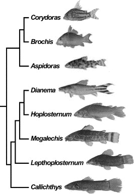 Splitting up Corydoras: Understanding the Corydoradinae Revision | The ...