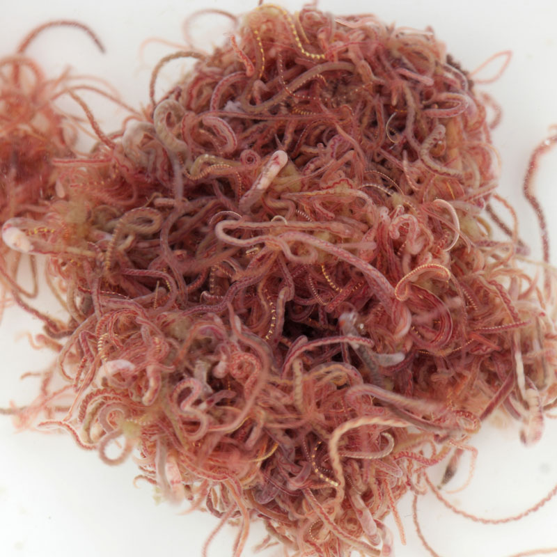 Bloodworm, a scape goat? | The Scientific Fishkeeper