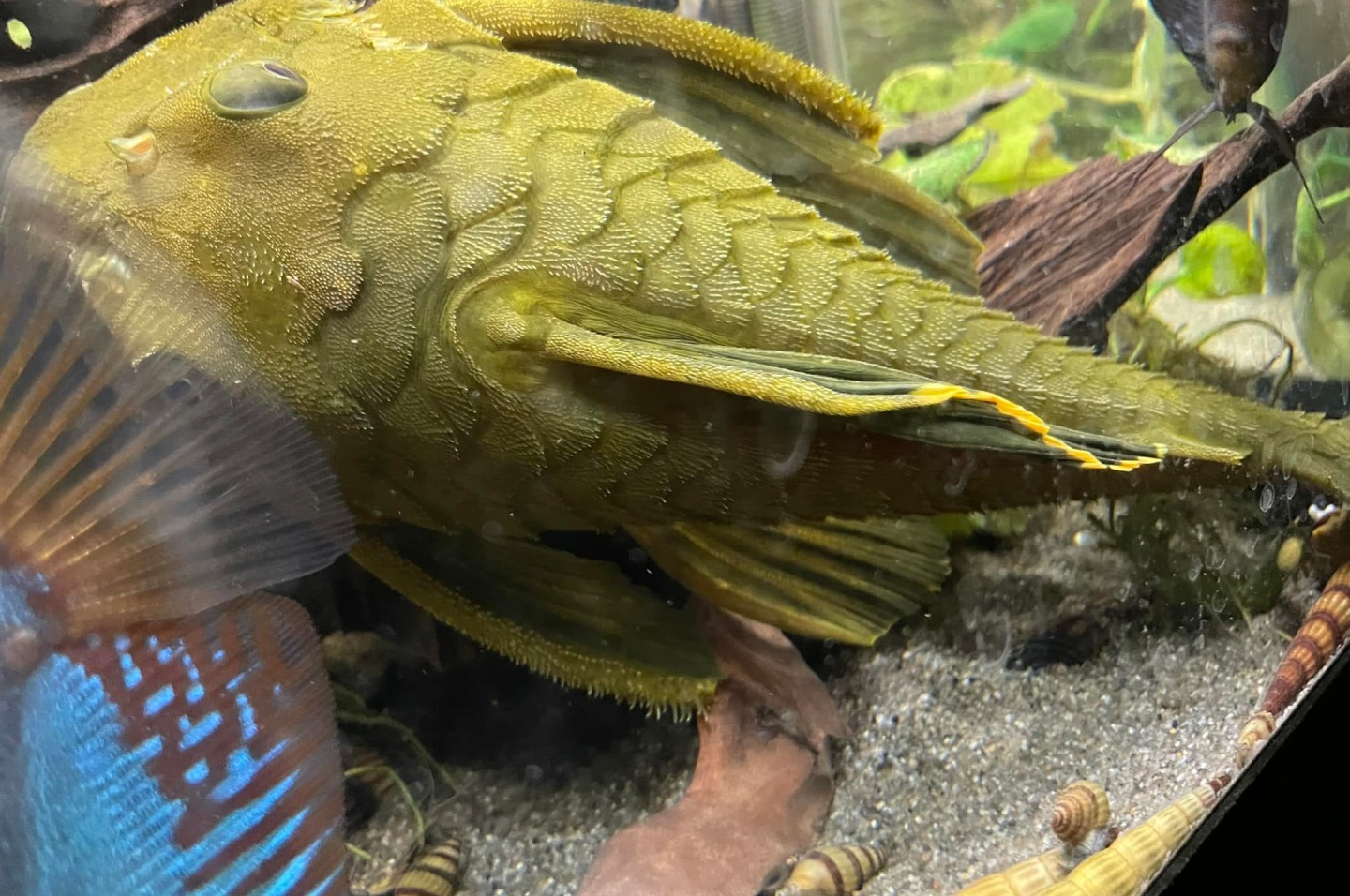 Pleco’s and Whiptail Catfishes, the Beginners Guide to Loricariid ...