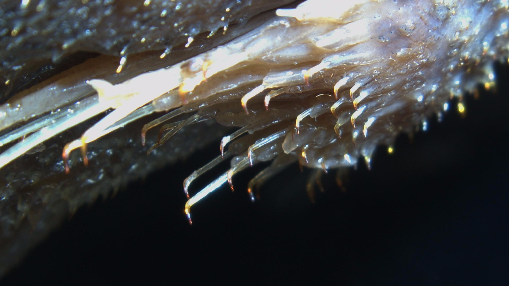 Pleco’s and Whiptail Catfishes, the Beginners Guide to Loricariid ...