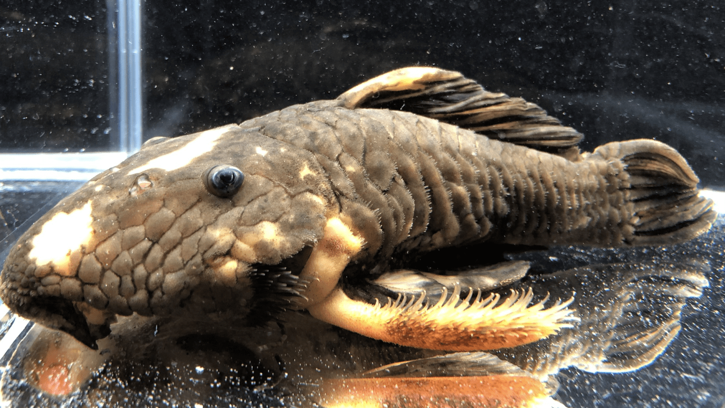 Pleco’s and Whiptail Catfishes, the Beginners Guide to Loricariid ...