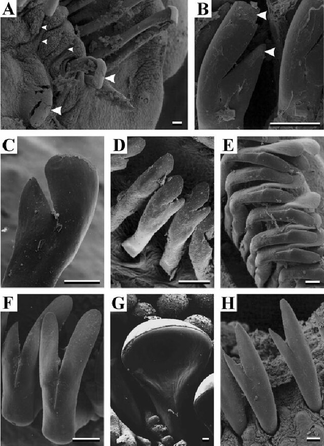 Pleco Teeth, what snails can teach us about Loricariids. | The ...