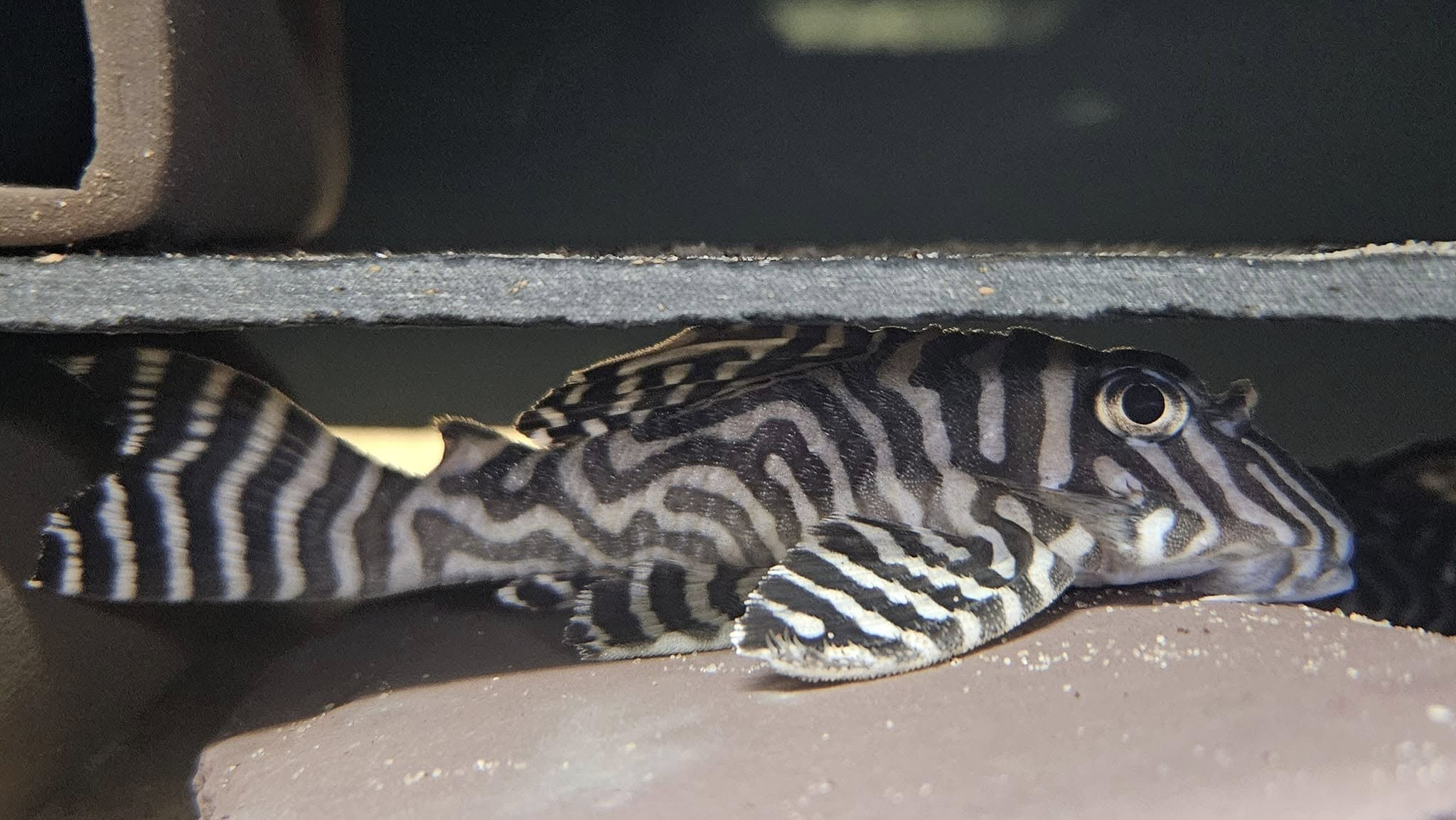 Two New Loricariids Described: Hypancistrus seideli and H. yudja | The ...