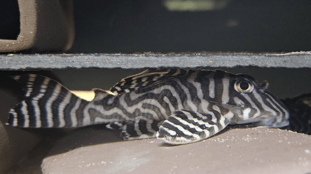 Loricariidae (Plecos) | The Scientific Fishkeeper