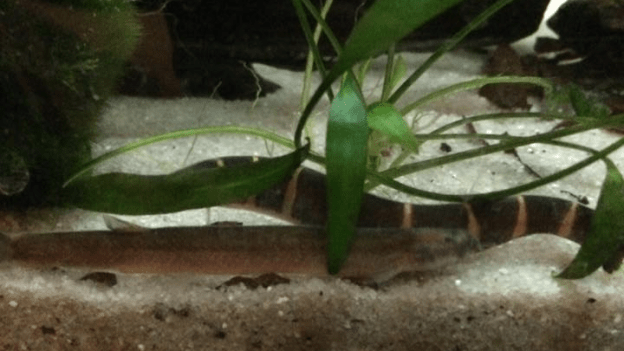 Pangio (Kuhli loaches), the eel loach we overlook | The Scientific ...