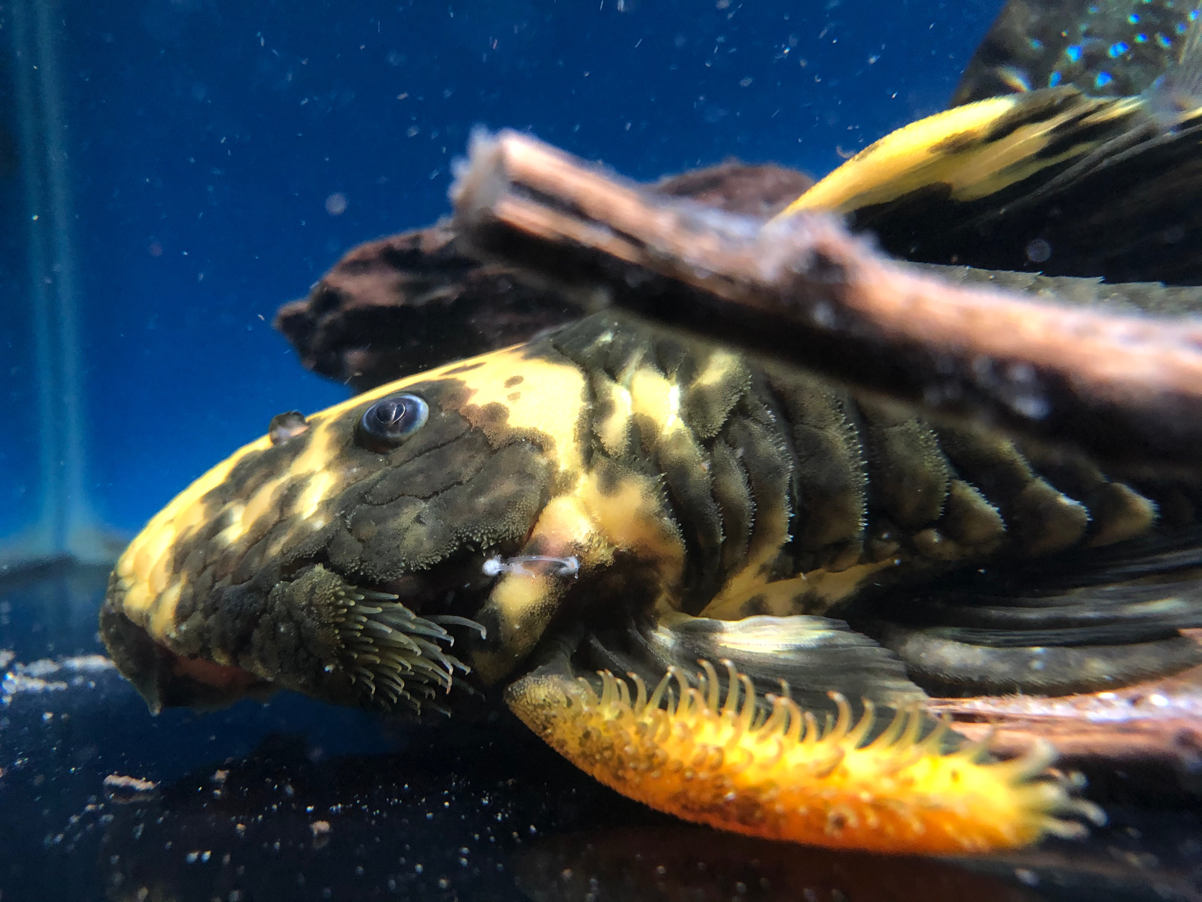 How to Sex your Loricariid (Pleco/whiptail catfish). | The Scientific ...