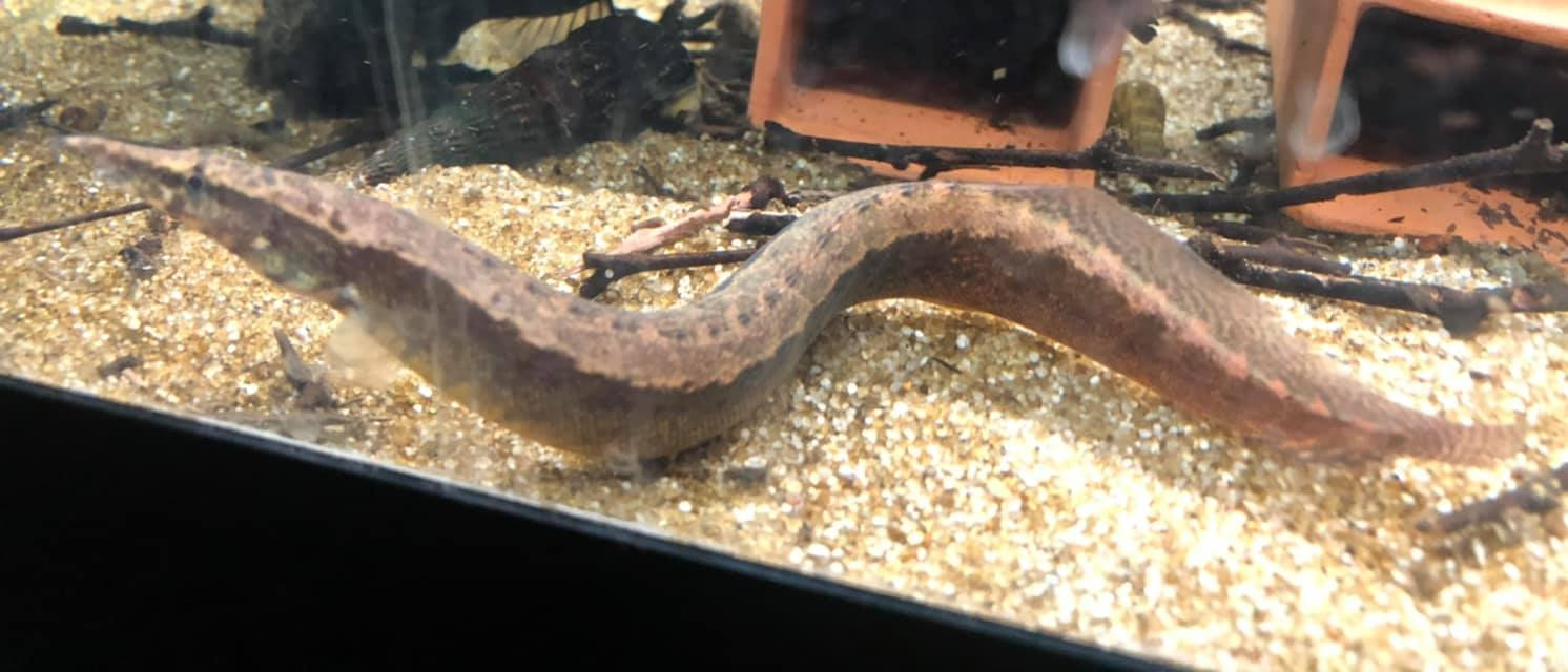 The perfect small ‘eel’, Macrognathus circumcintus a short guide | The ...