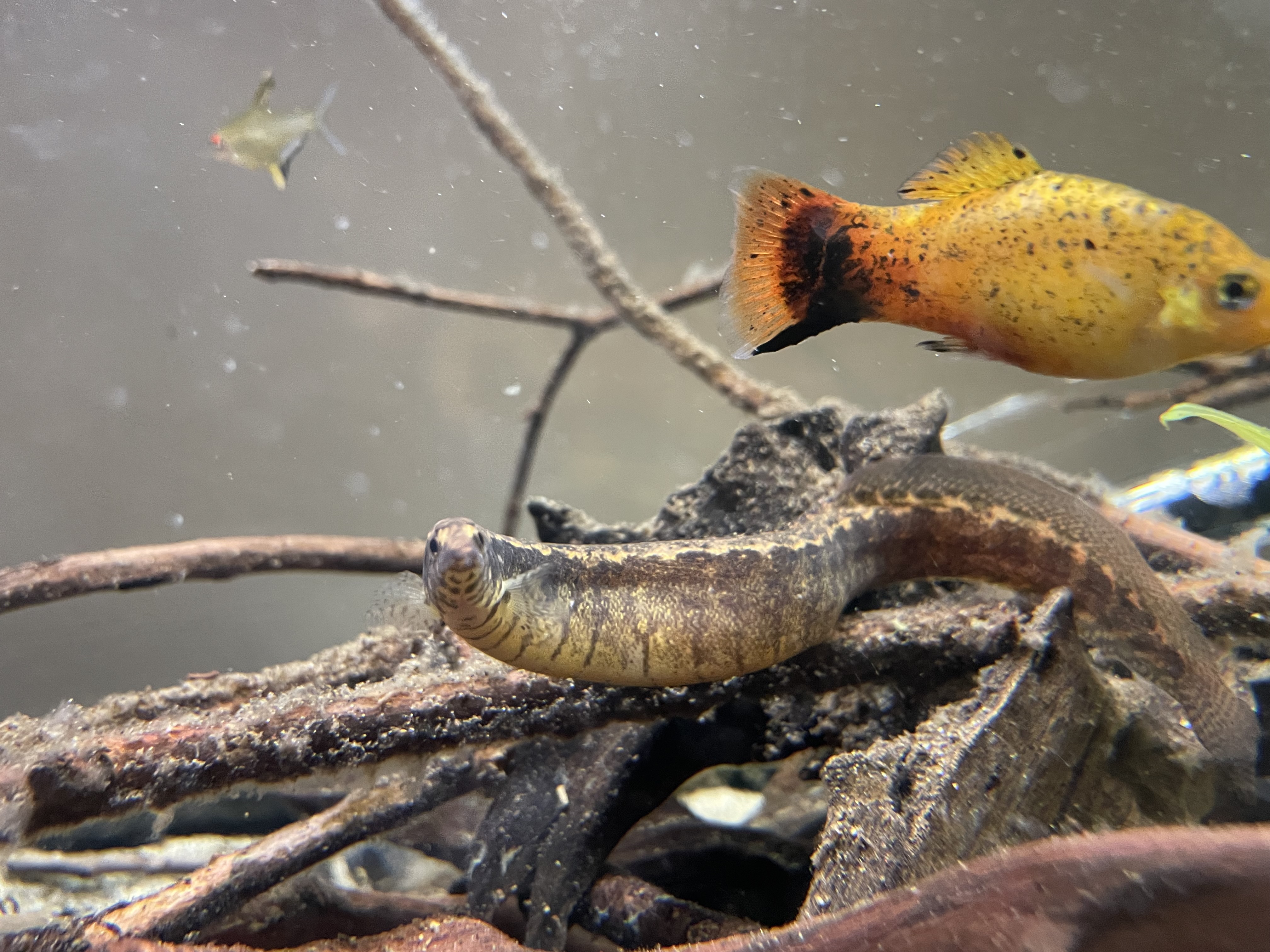 The perfect small ‘eel’, Macrognathus circumcintus a short guide | The ...