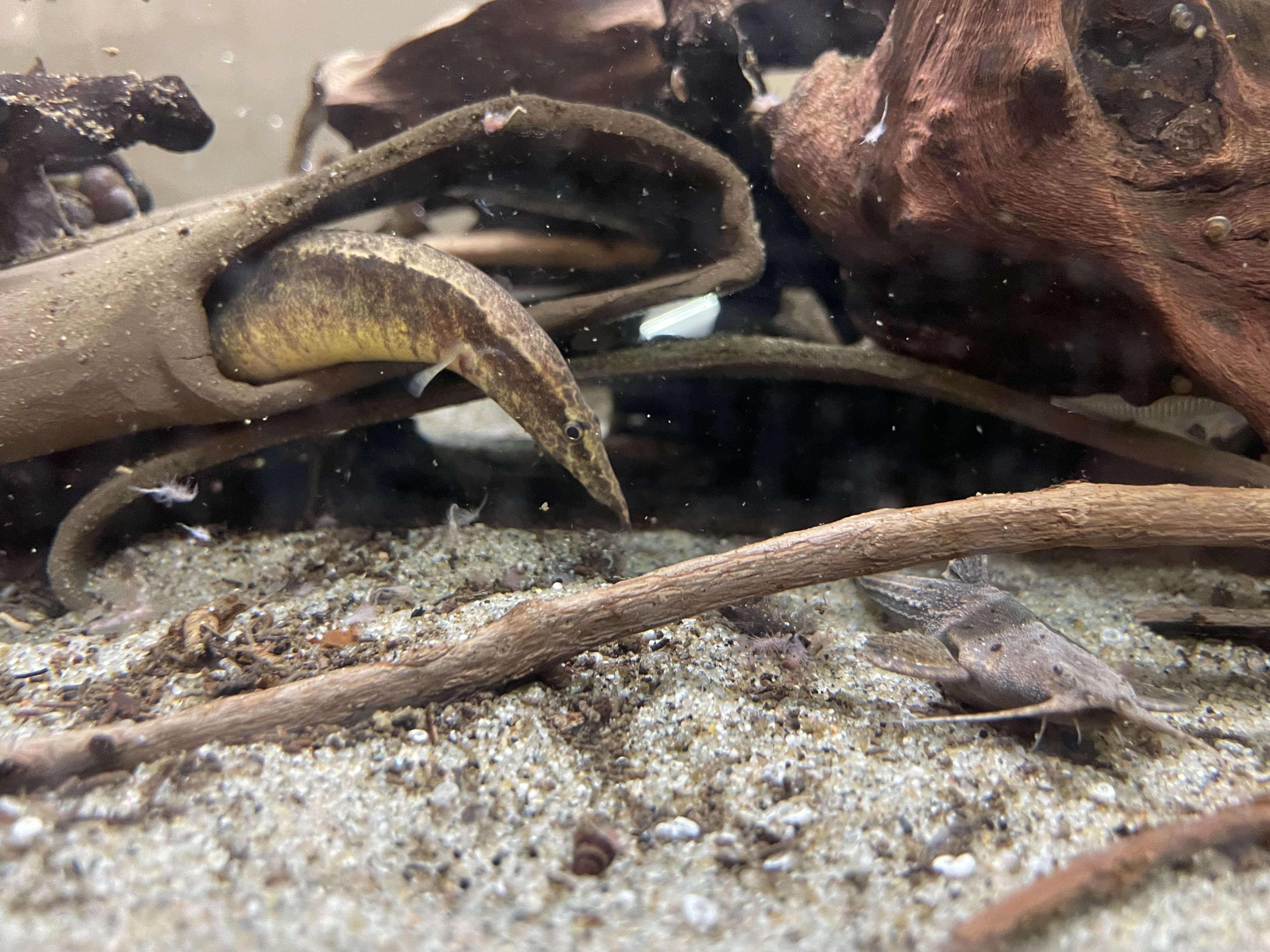 The perfect small ‘eel’, Macrognathus circumcintus a short guide | The ...